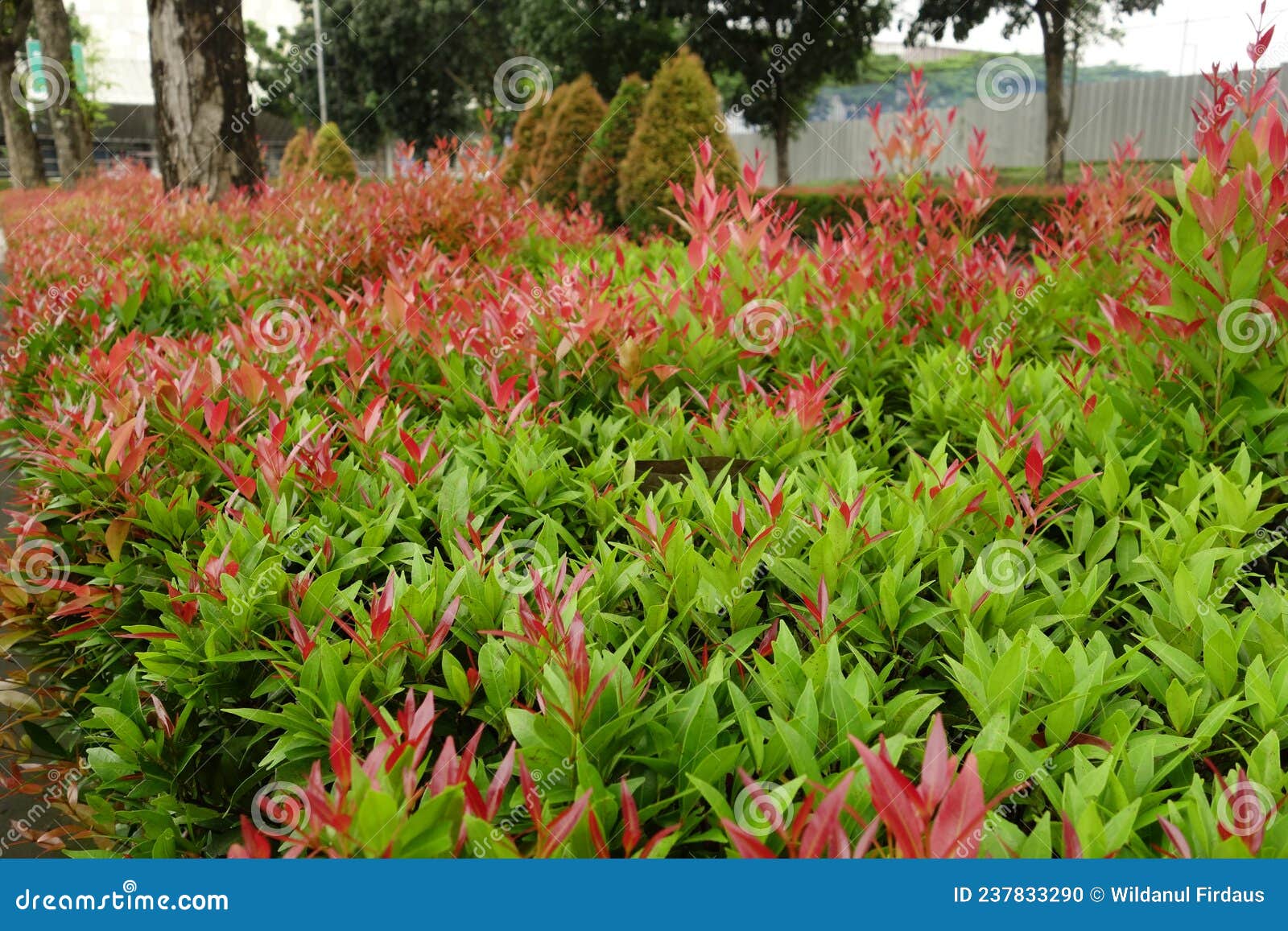 The Topiary of Syzygium Oleina beside Street Stock Photo - Image of ...