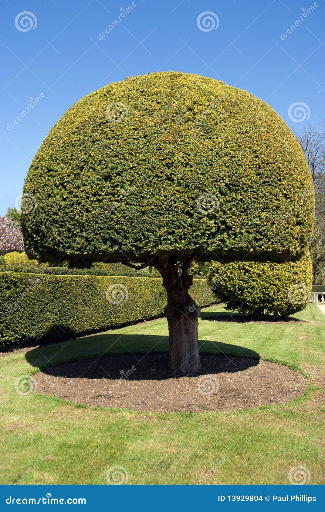 Topiary tree stock photo. Image of leaves, leaf, botany - 13929804