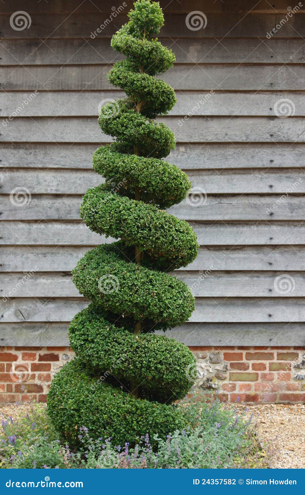Topiary Tree stock photo. Image of hedge, topiary, green - 24357582