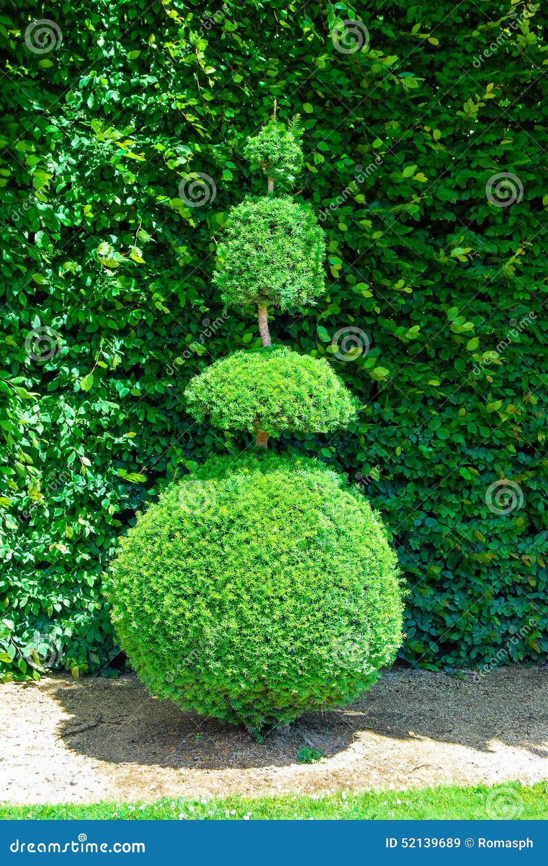 Topiary tree stock image. Image of ornamental, environment - 52139689