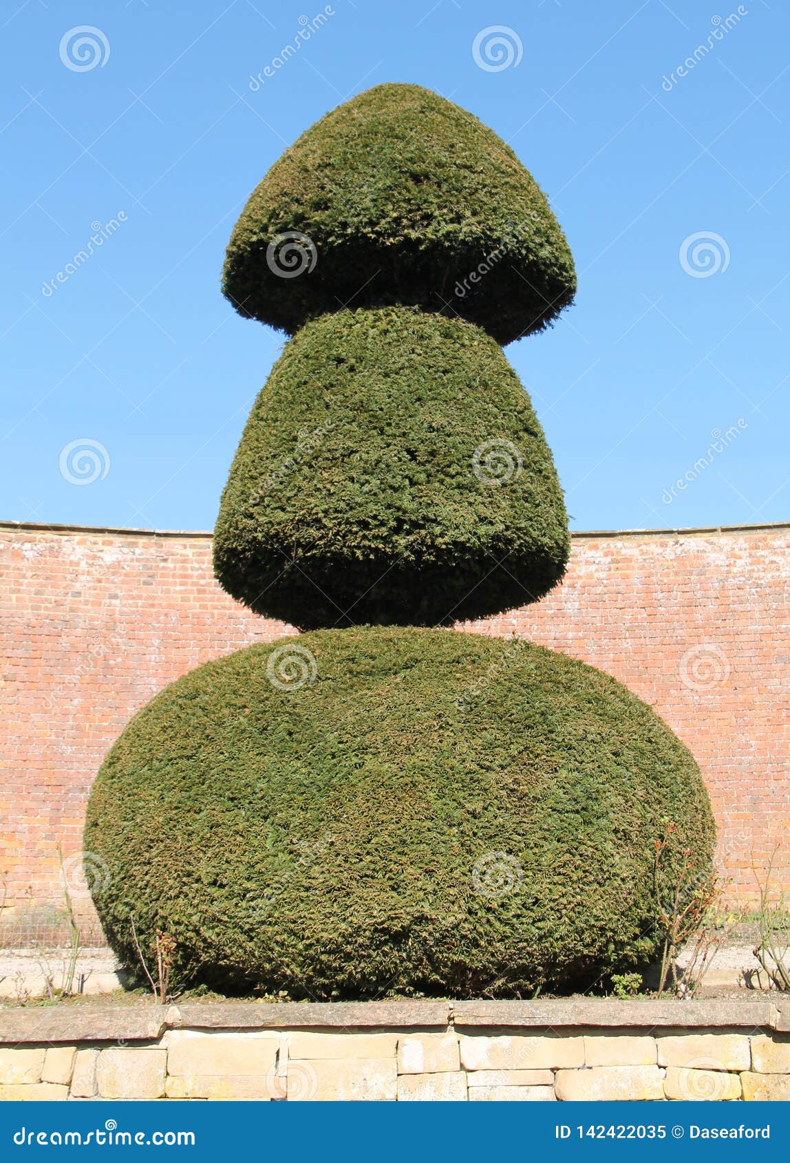 Topiary Tree. stock image. Image of garden, tree, grow - 142422035