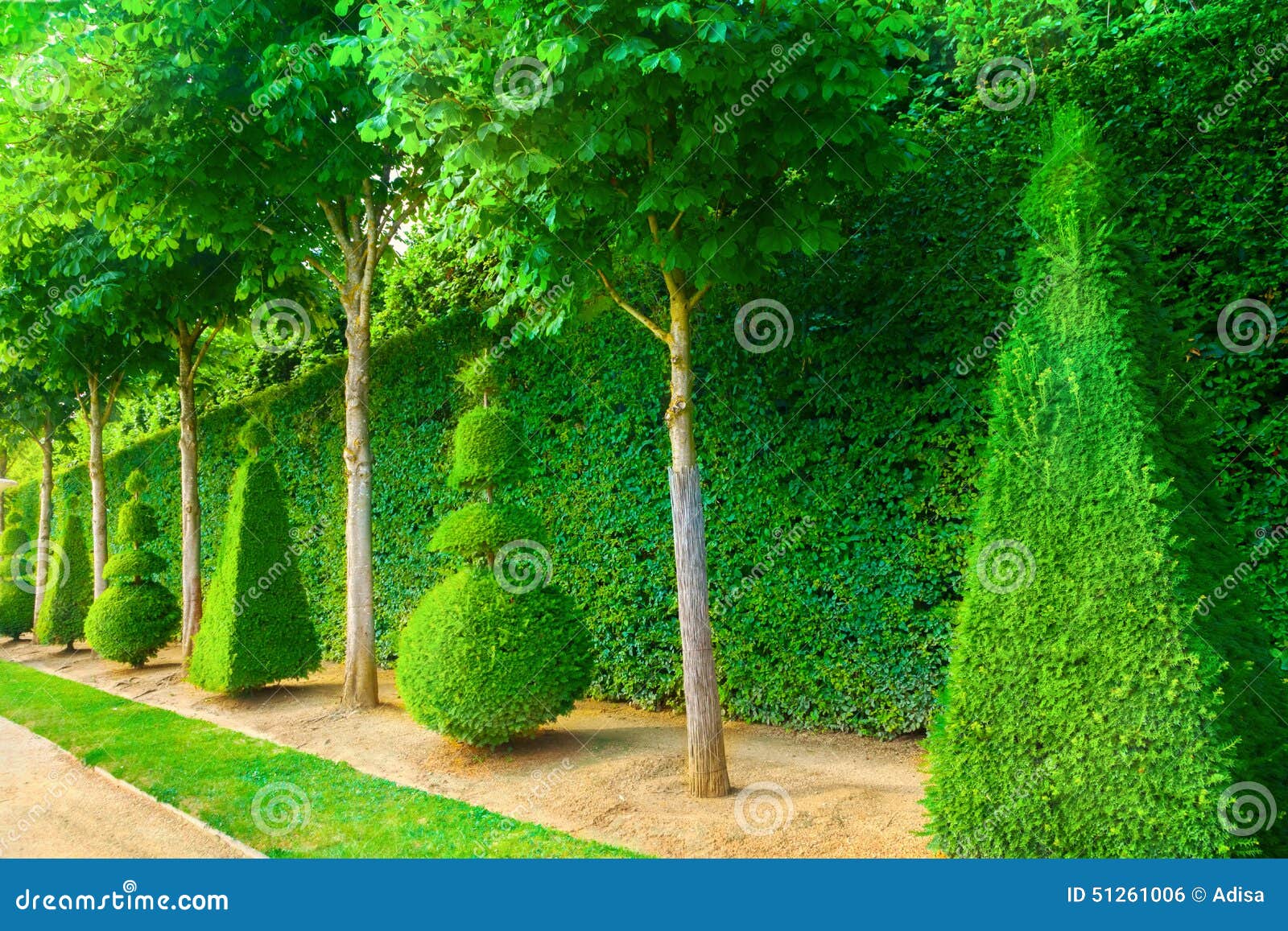 Topiary trees stock photo. Image of bright, hedge, architecture - 51261006