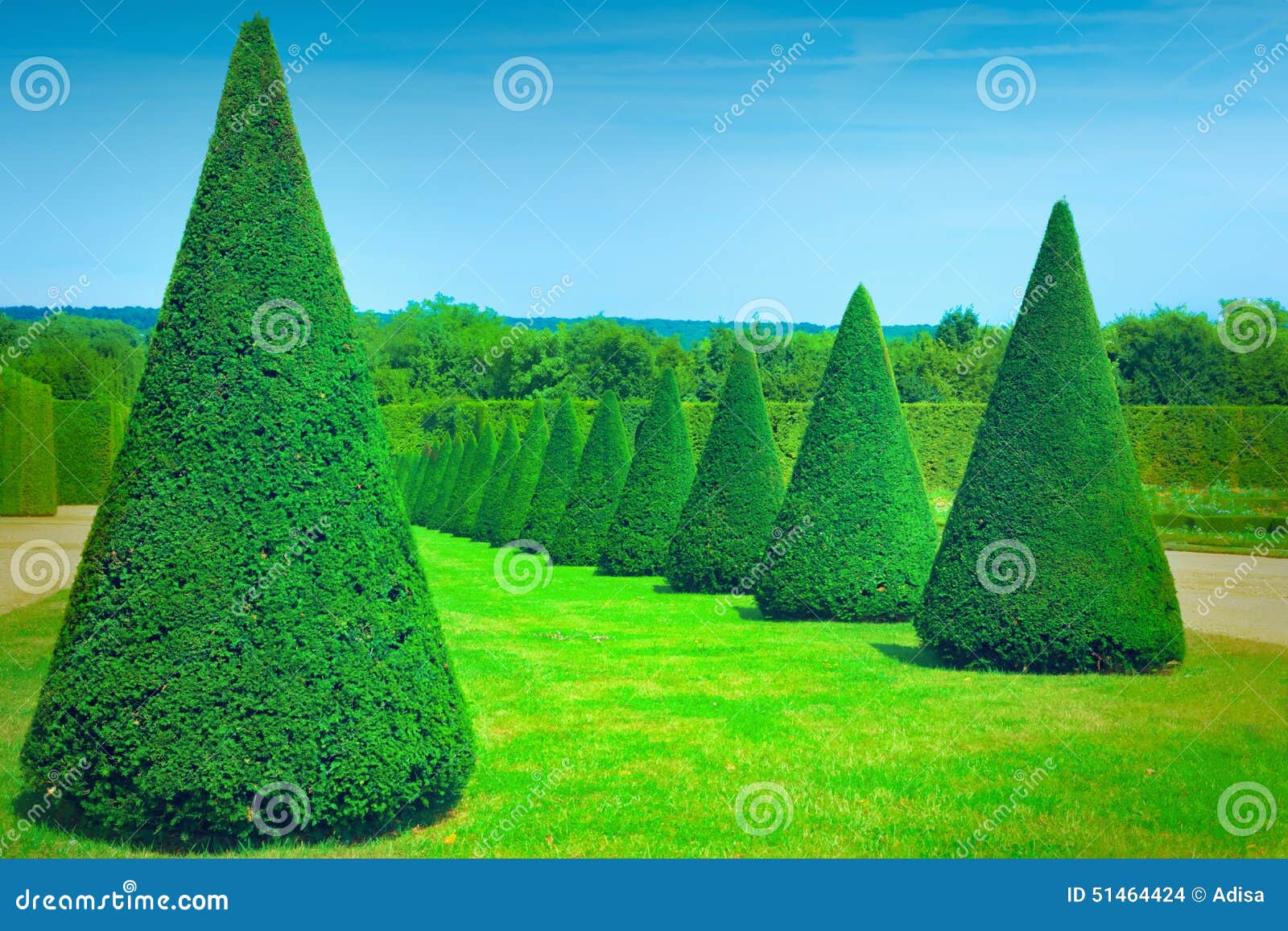 Topiary trees stock photo. Image of grass, botany, formal - 51464424