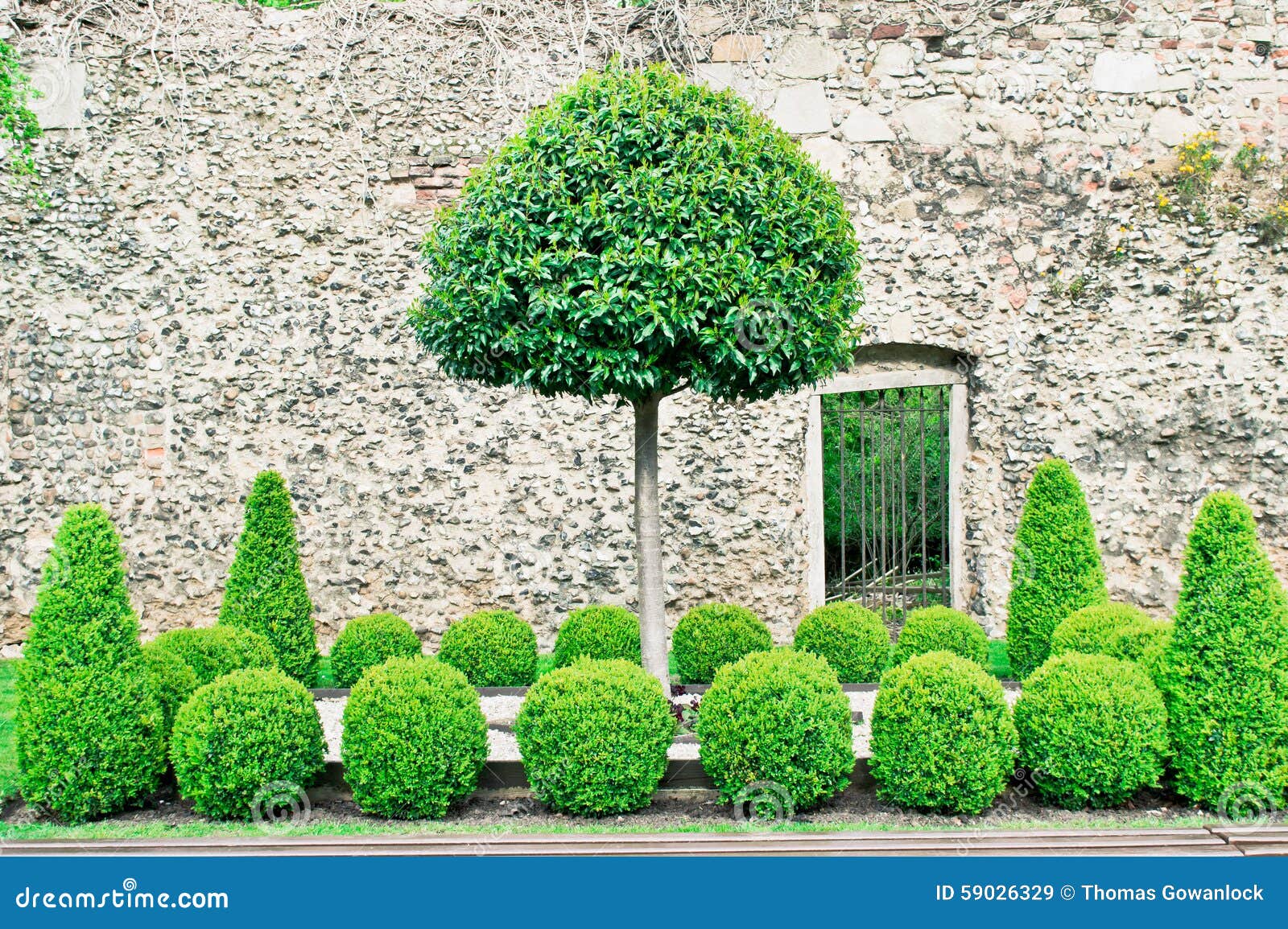 Topiary trees stock image. Image of line, medieval, horticulture - 59026329