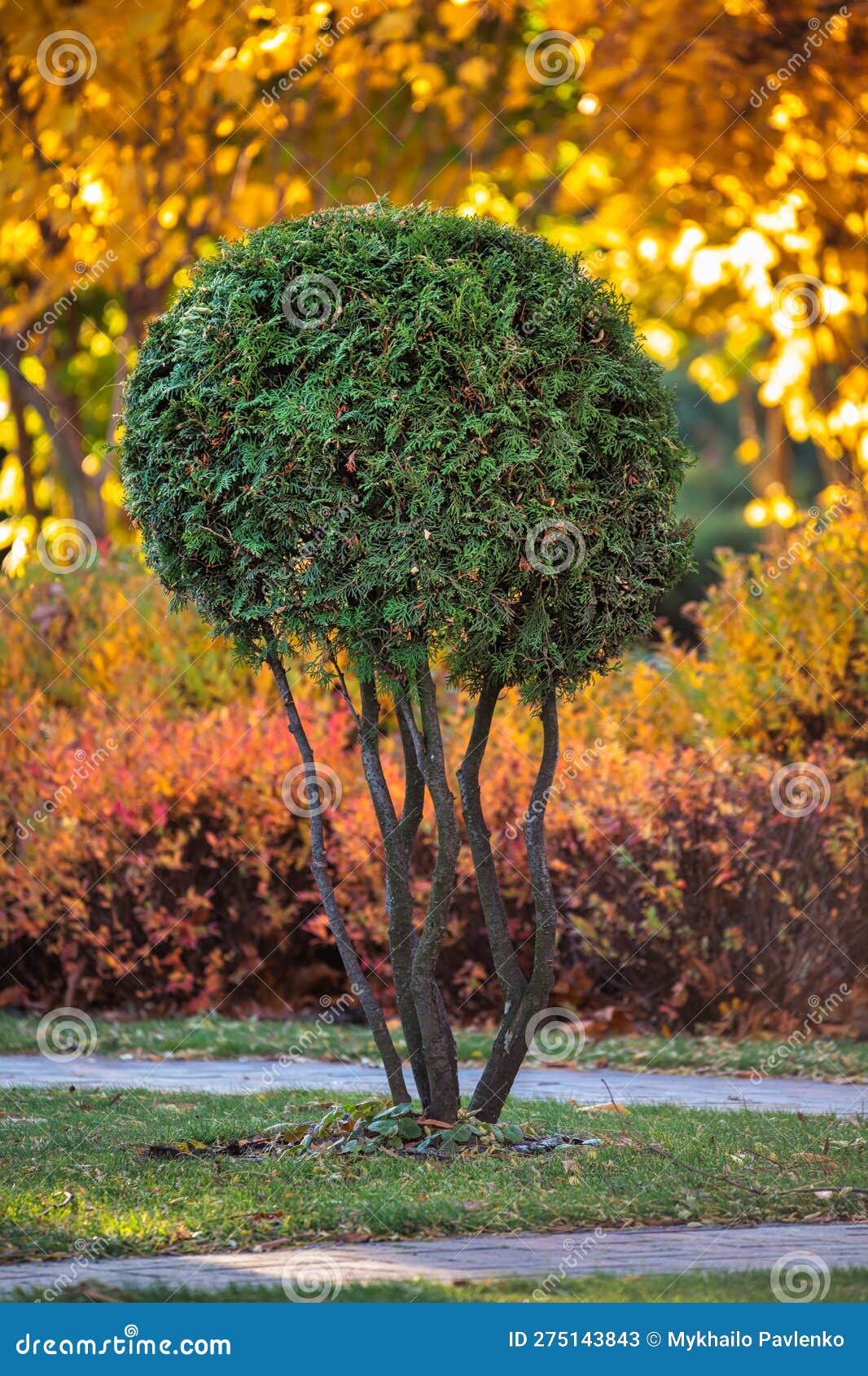 Topiary Tuya Tree Perfect for Landscape Design Stock Image - Image of ...