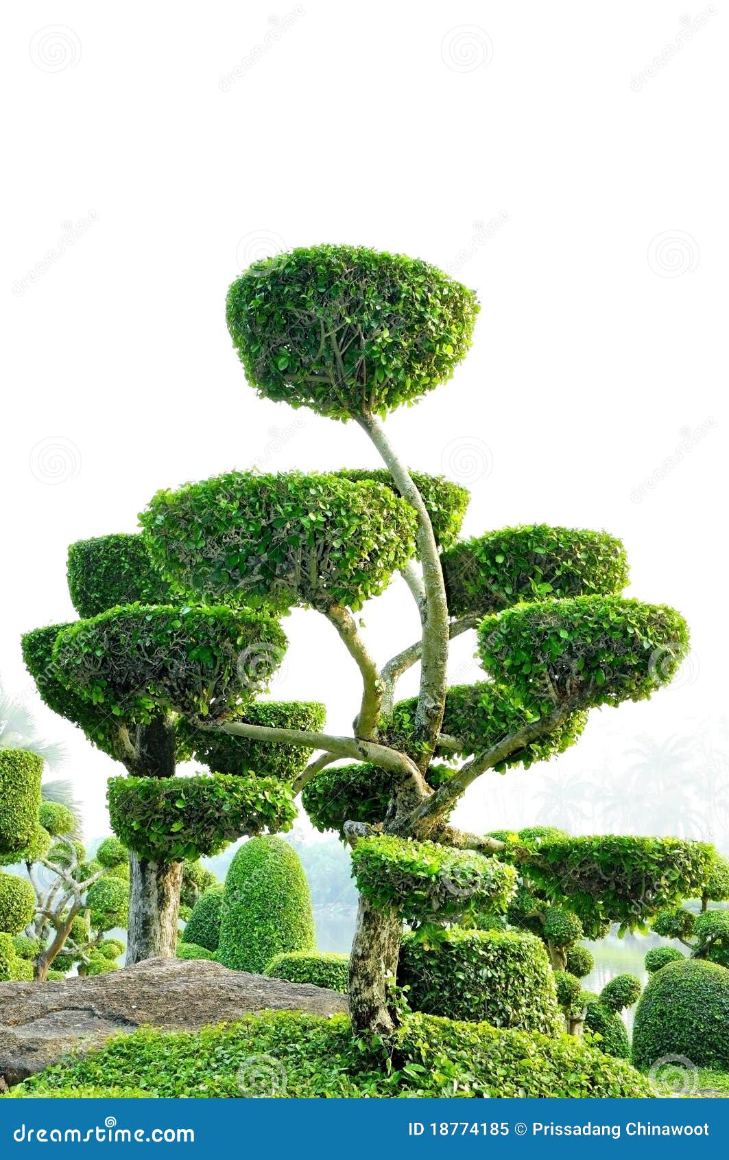 Topiary work stock image. Image of diospiros, pattern - 18774185