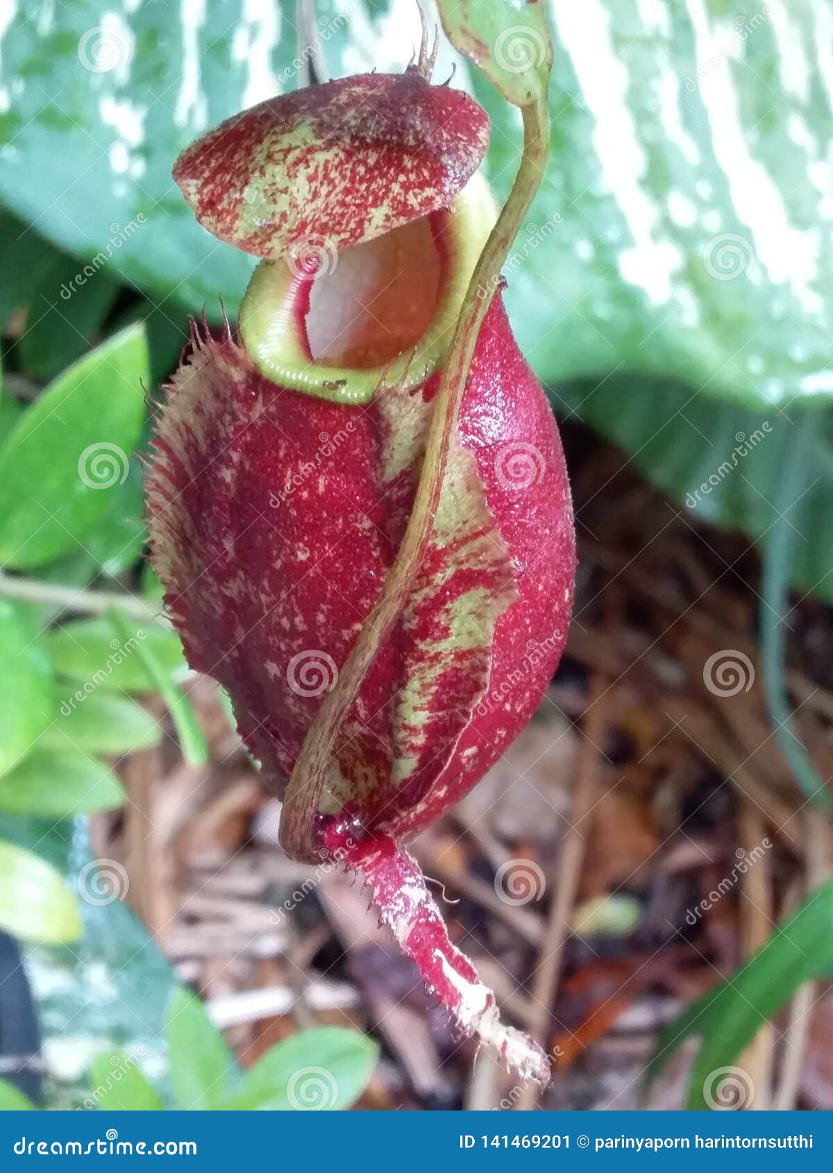Tropical pitcher - plants stock image. Image of tropical - 141469201