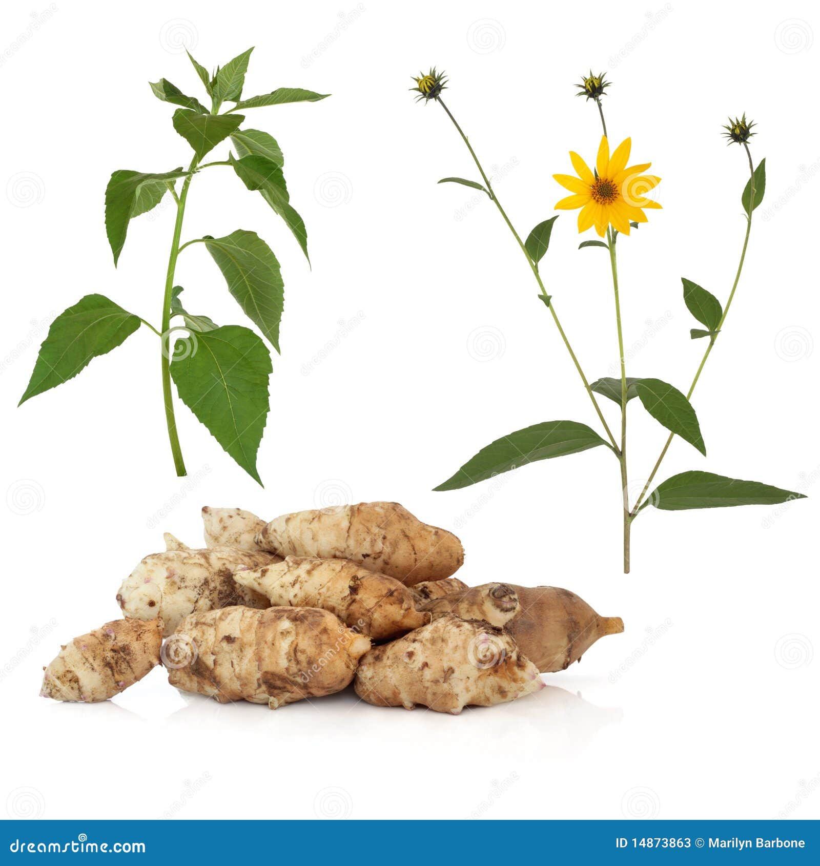 Topinambour image stock. Image du botanique, légume, jérusalem - 14873863