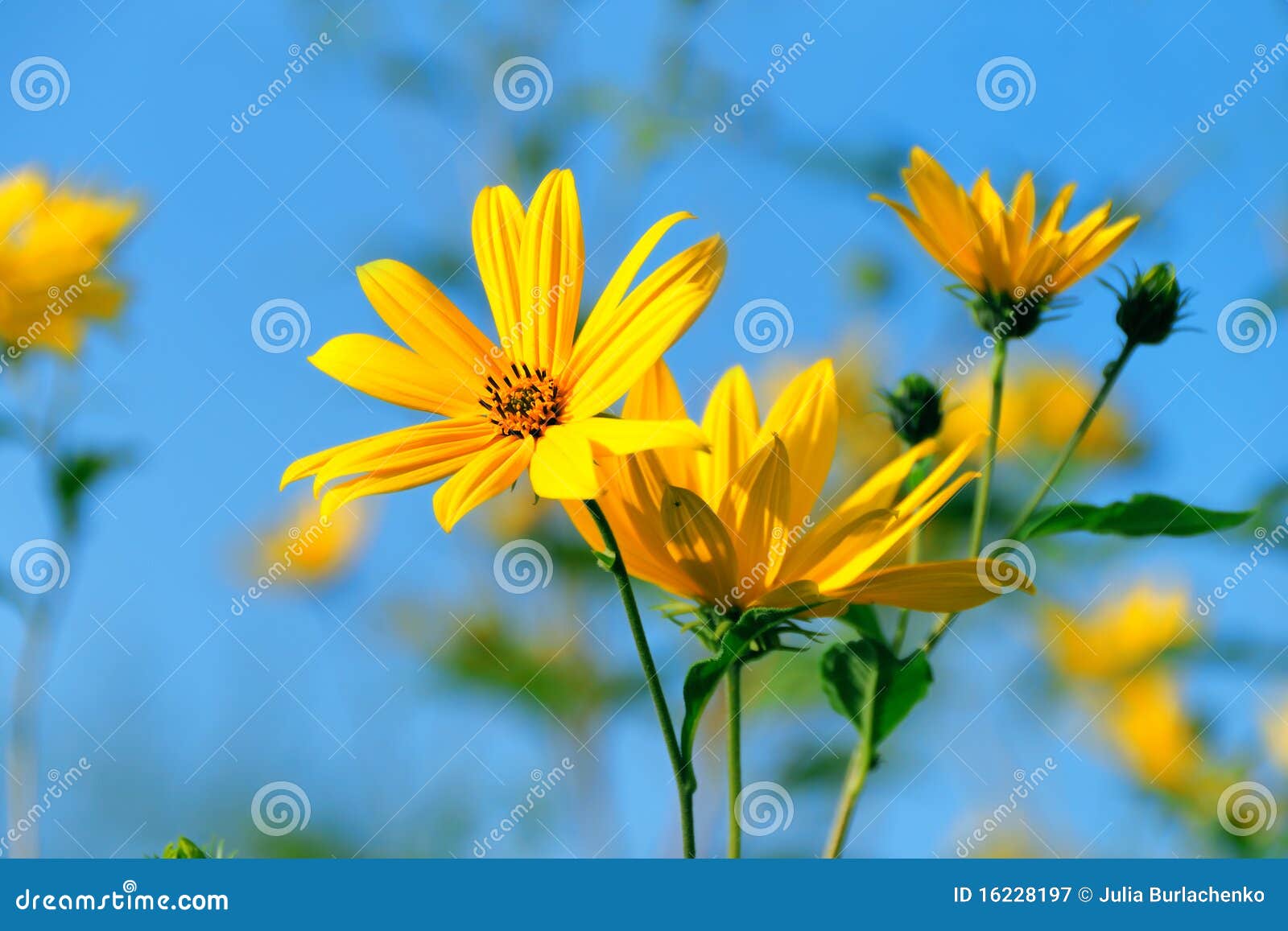 Topinambur flower stock image. Image of autumn, meadow - 16228197