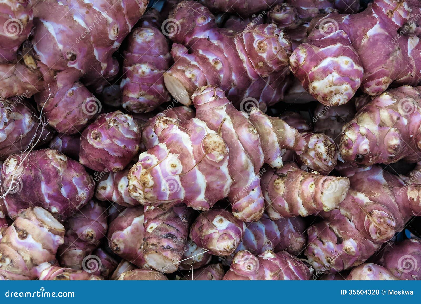 Topinambur, topinambur fotografia stock. Immagine di sole - 35604328