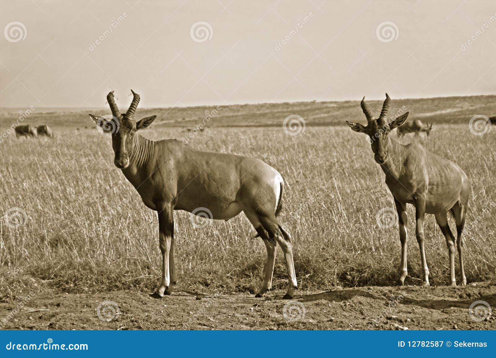 Topis imagem de stock. Imagem de curso, quênia, animal - 12782587