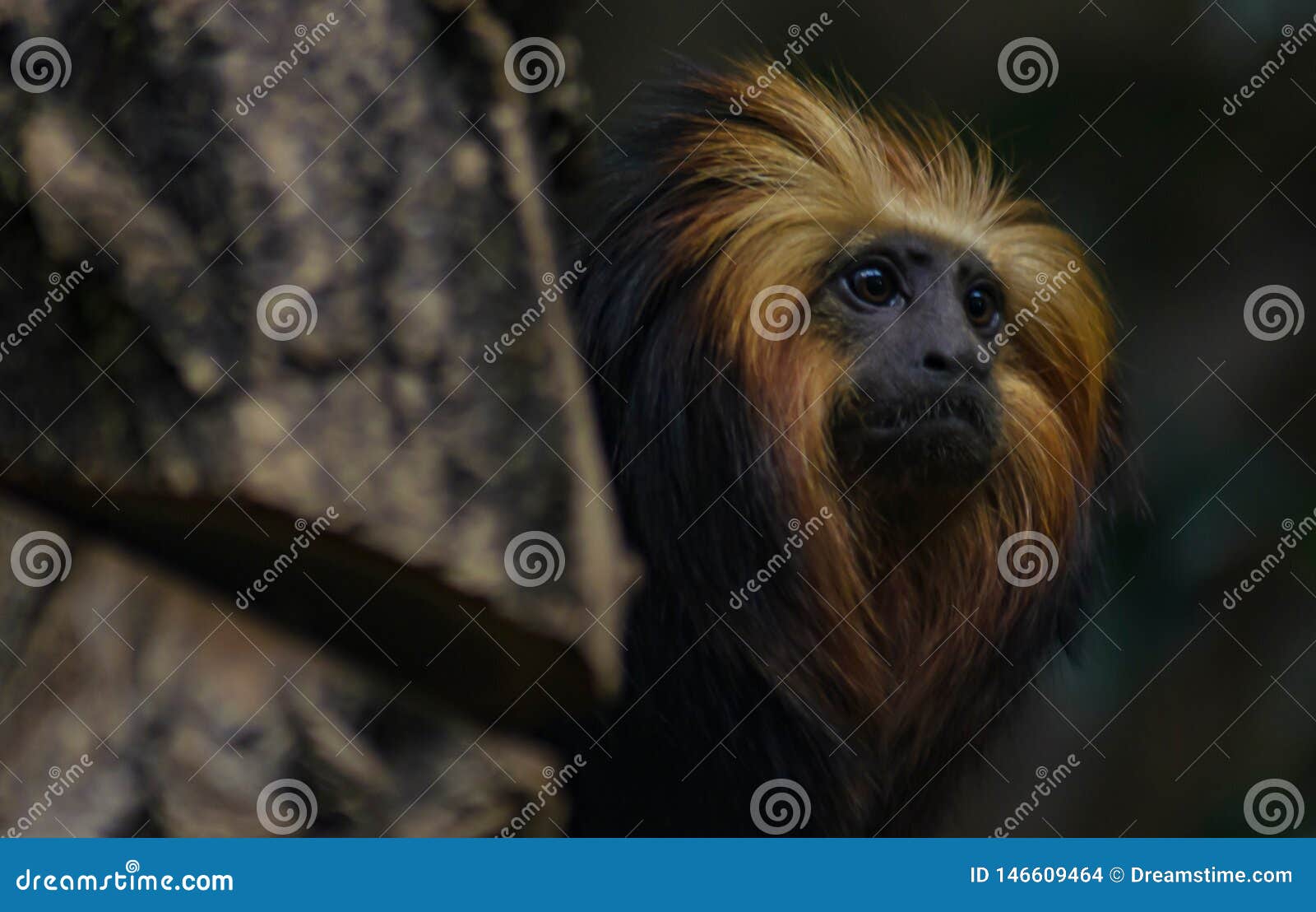 Topmodel Ape stock photo. Image of topmodel, wildlife - 146609464