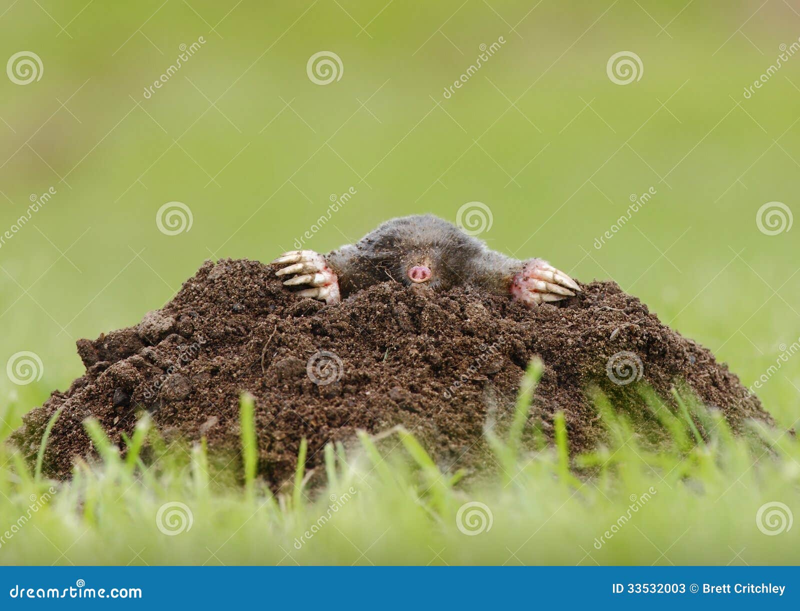 Topo imagen de archivo. Imagen de verde, fauna, salvaje - 33532003