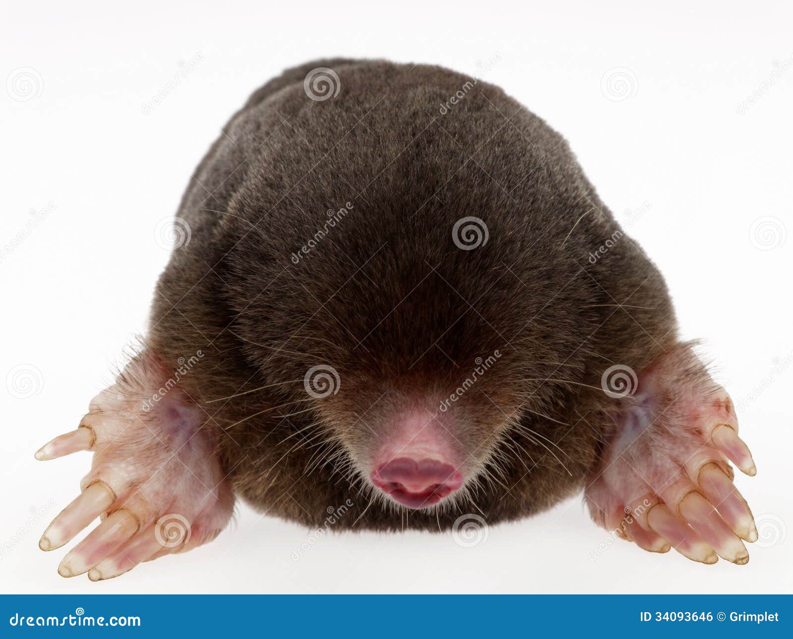 Topo foto de archivo. Imagen de blanco, macro, topo, animal - 34093646