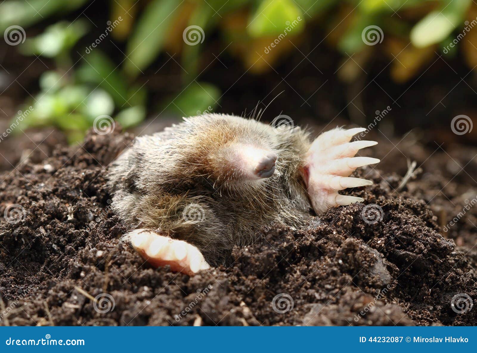 Topo imagen de archivo. Imagen de lindo, animal, cubo - 44232087