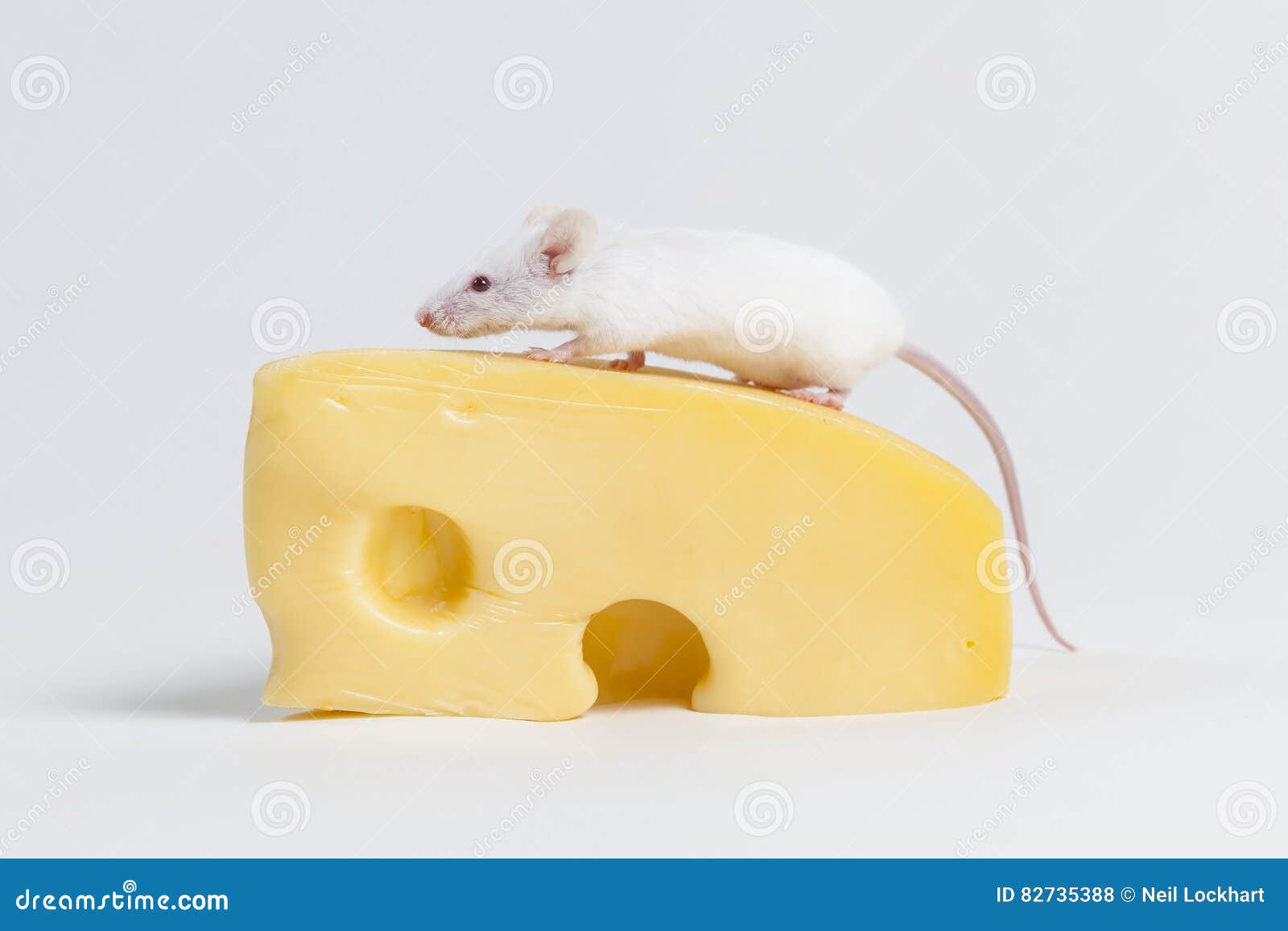 Topo Con Formaggio Svizzero Stock Images - Download 18 Photos