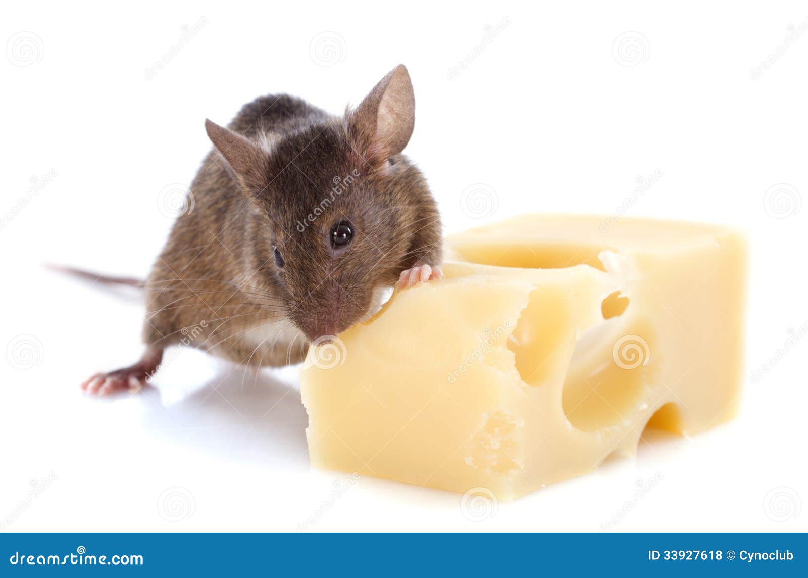 Topo e formaggio fotografia stock. Immagine di studio - 33927618