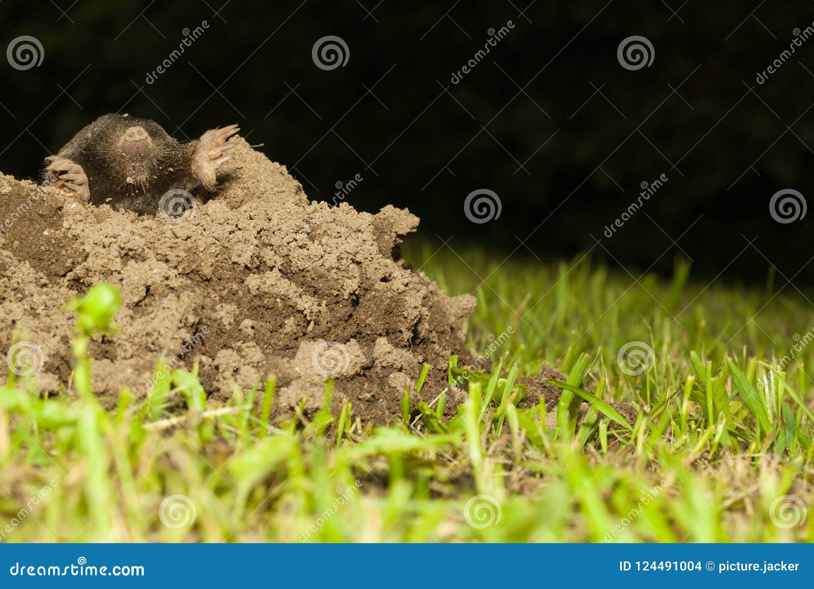 Topo encima de una topera foto de archivo. Imagen de pista - 124491004