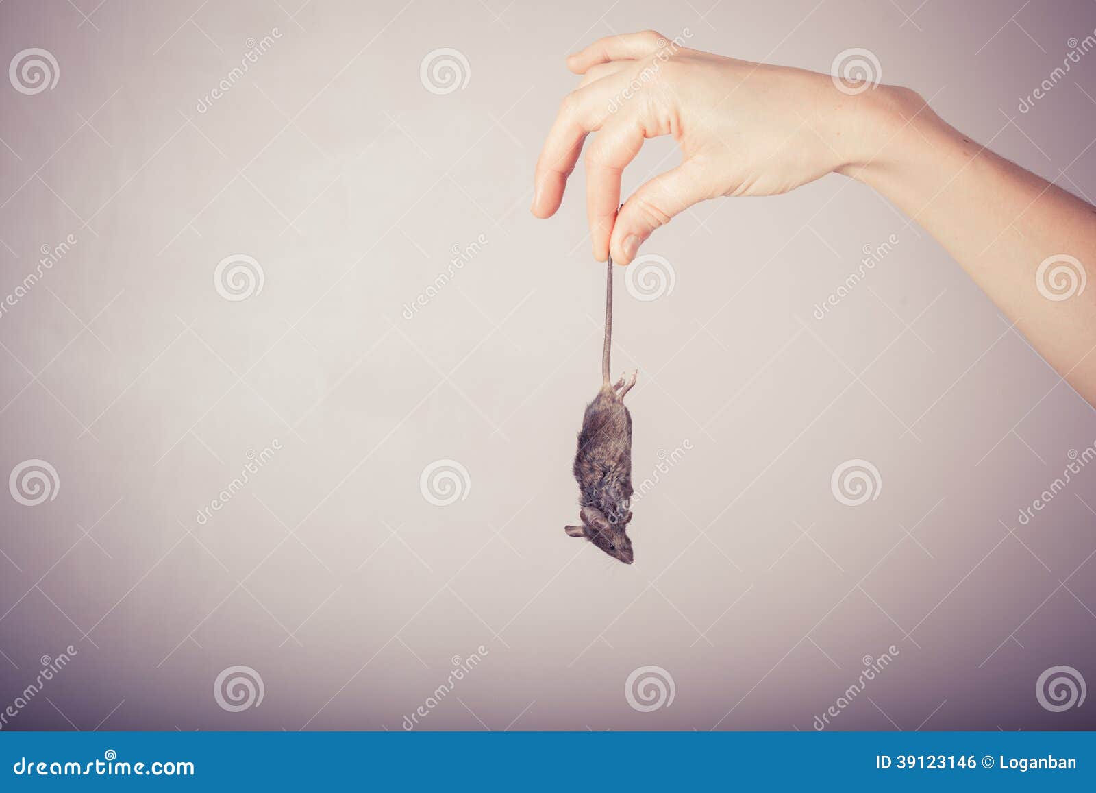 Topo Morto Della Tenuta Della Mano Fotografia Stock - Immagine di ...