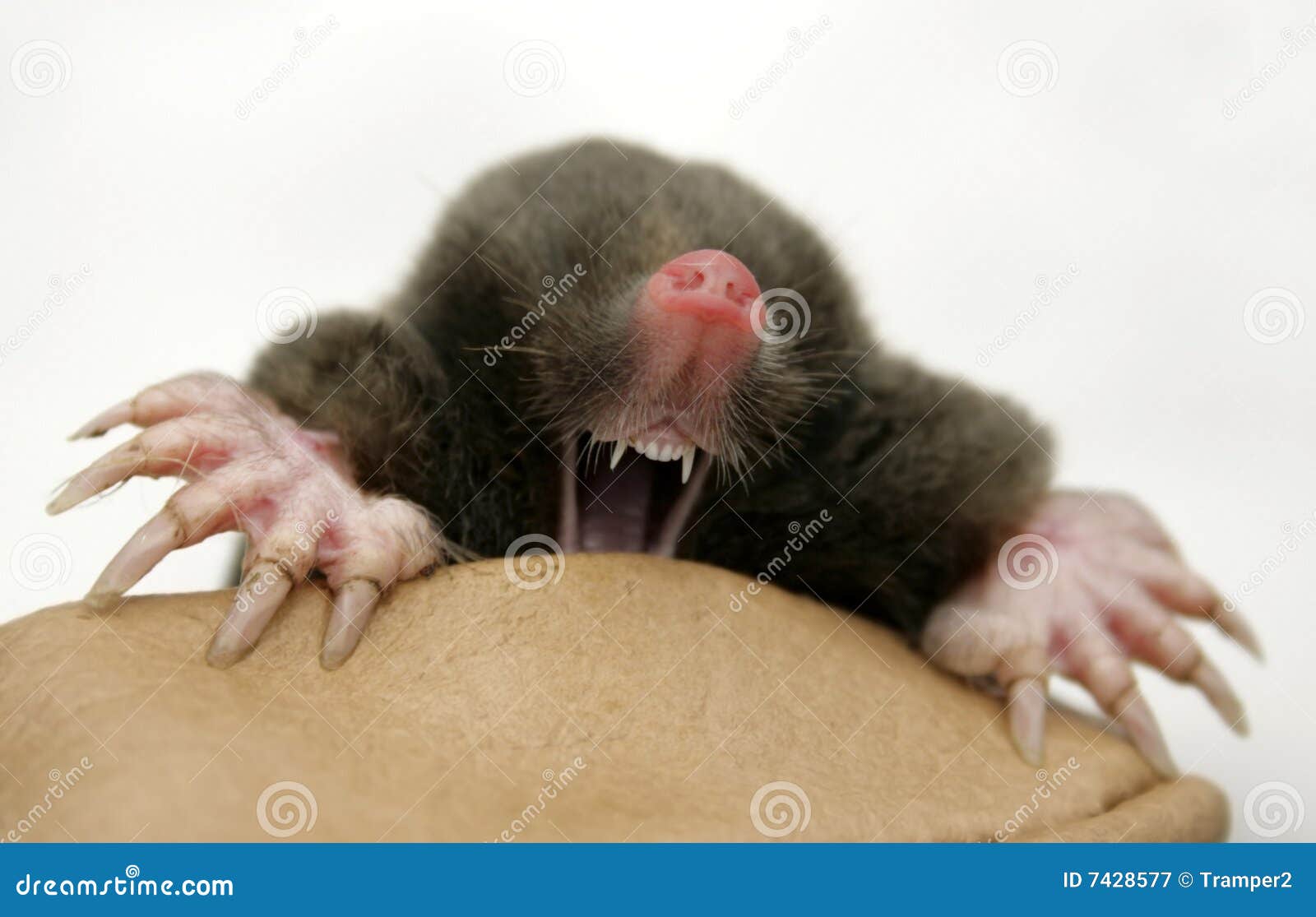 Topo peligroso imagen de archivo. Imagen de fugitivo, inaccesible - 7428577