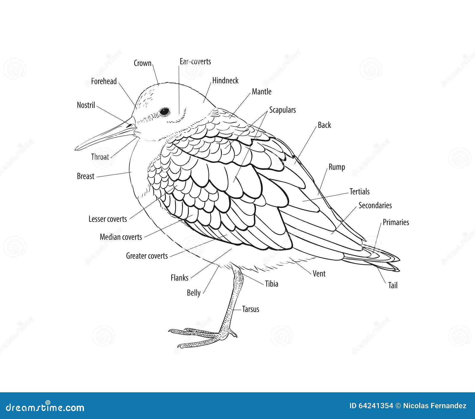 Topography Of A Bird Stock Photography | CartoonDealer.com #64241354
