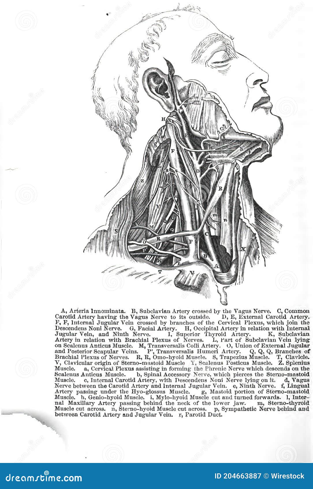 Topography of a Human Neck - Neck Muscles and Nerves Stock Image ...