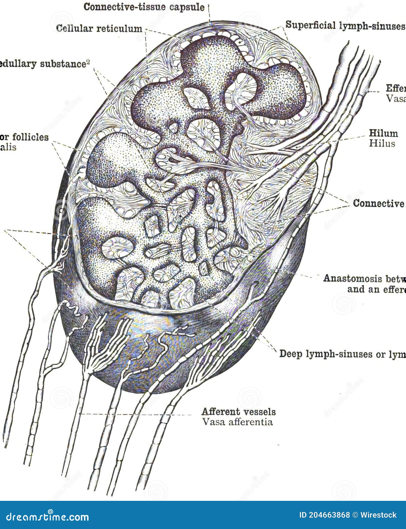 Topography of Lymph Node on a White Background Stock Photo - Image of ...