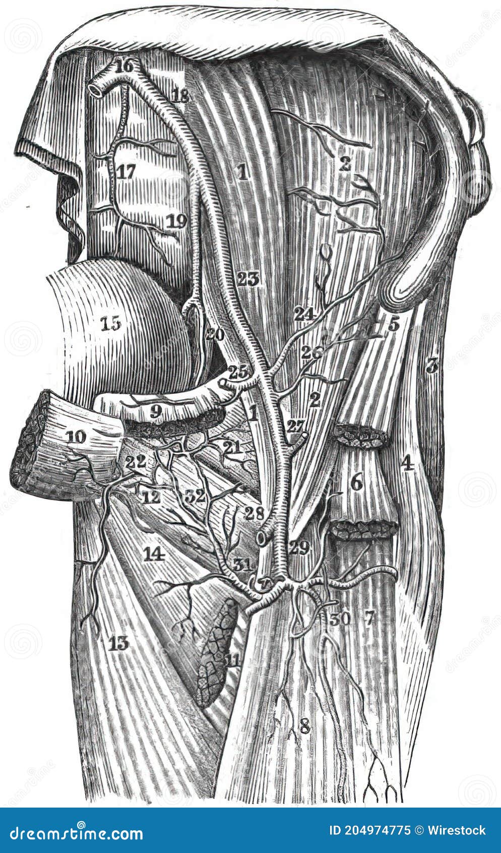 Topography of Neurovascular Bundle of the Neck Stock Illustration ...