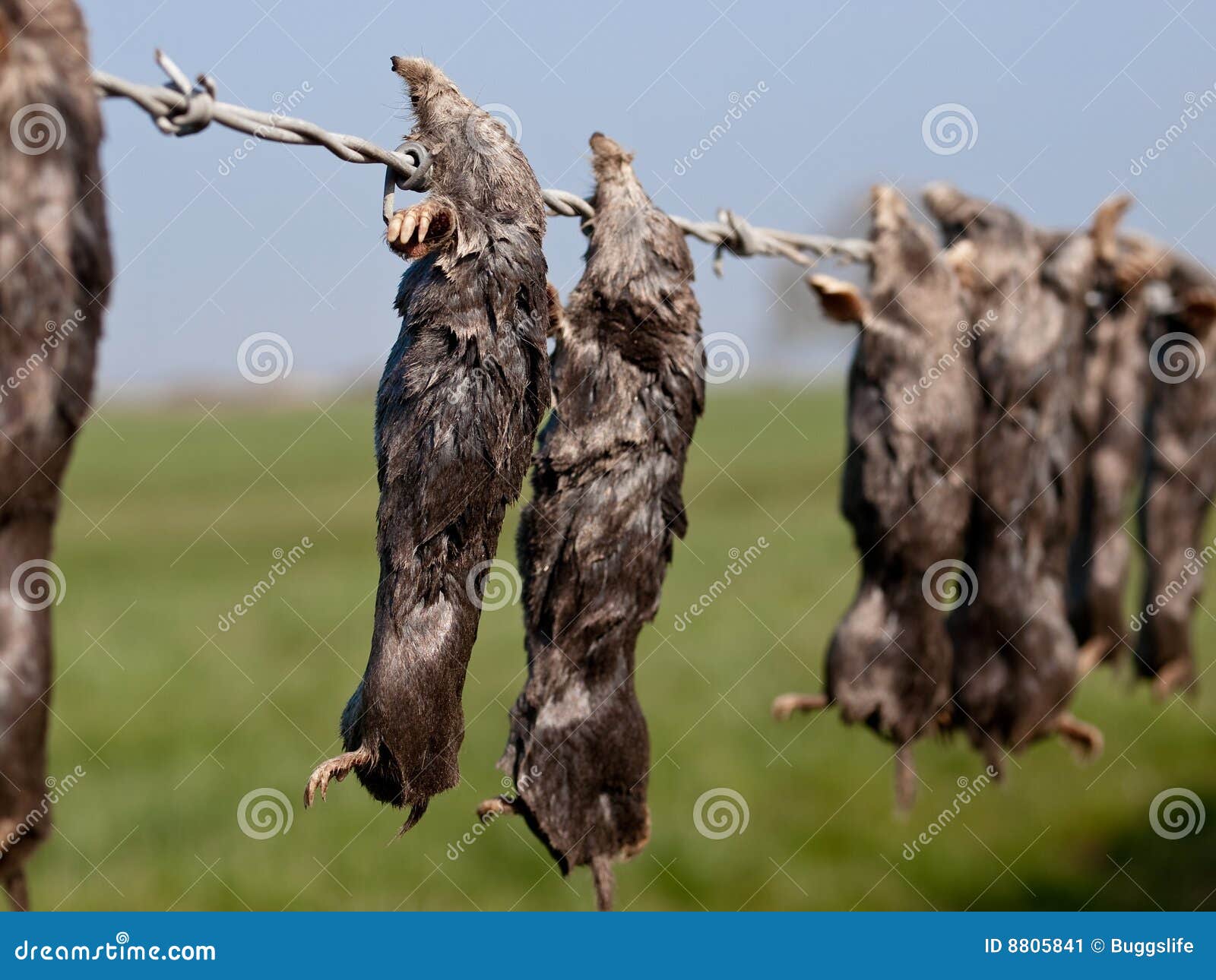 Topos Muertos Encadenados Para Arriba Imagen de archivo - Imagen de ...