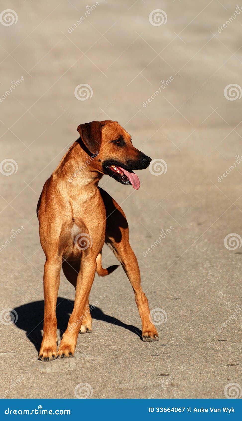 Toppen vaken stor hund fotografering för bildbyråer. Bild av plattform ...