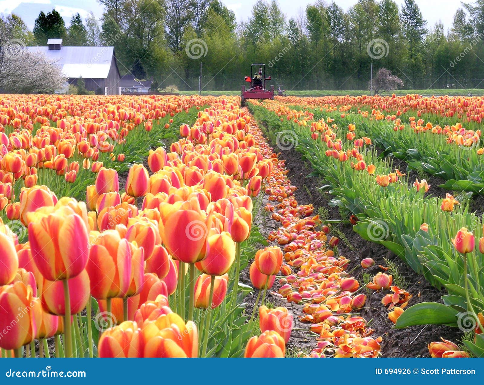 Topping the Tulips stock photo. Image of bulb, farm, orange - 694926
