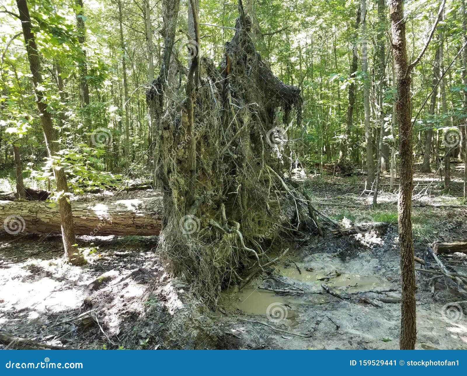 Toppled Tree with Roots in Forest or Woods and Mud Stock Image - Image ...