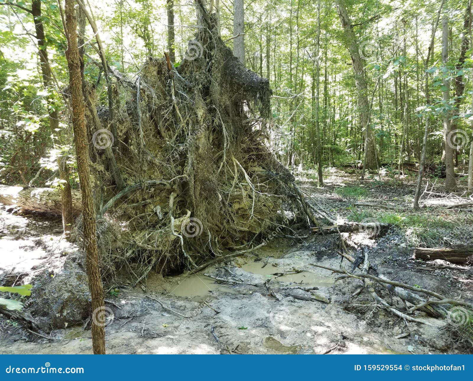 Toppled Tree with Roots in Forest or Woods and Mud Stock Photo - Image ...