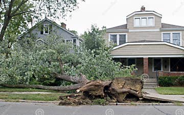 Toppled Tree stock photo. Image of broken, building, destruction - 6412294