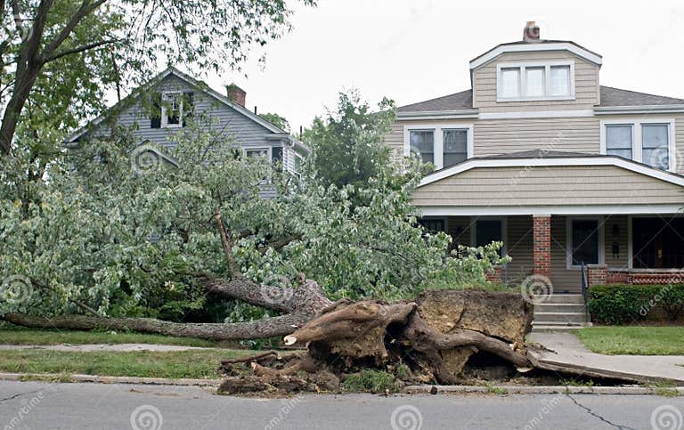 Toppled Tree stock photo. Image of broken, building, destruction - 6412294