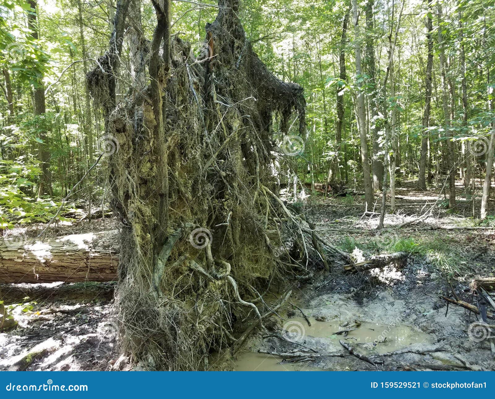 Toppled Tree with Roots in Forest or Woods and Mud Stock Image - Image ...