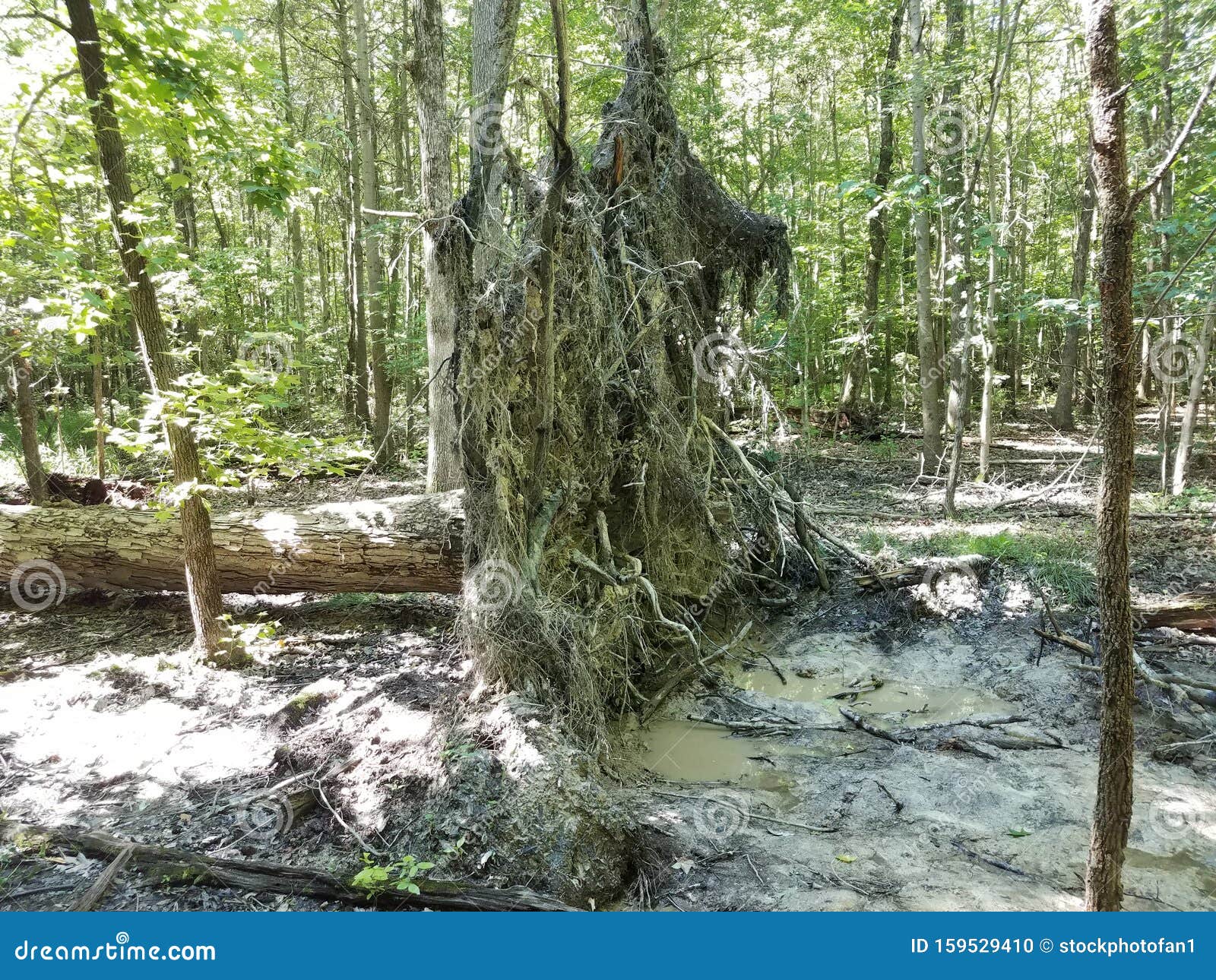 Toppled Tree with Roots in Forest or Woods and Mud Stock Photo - Image ...