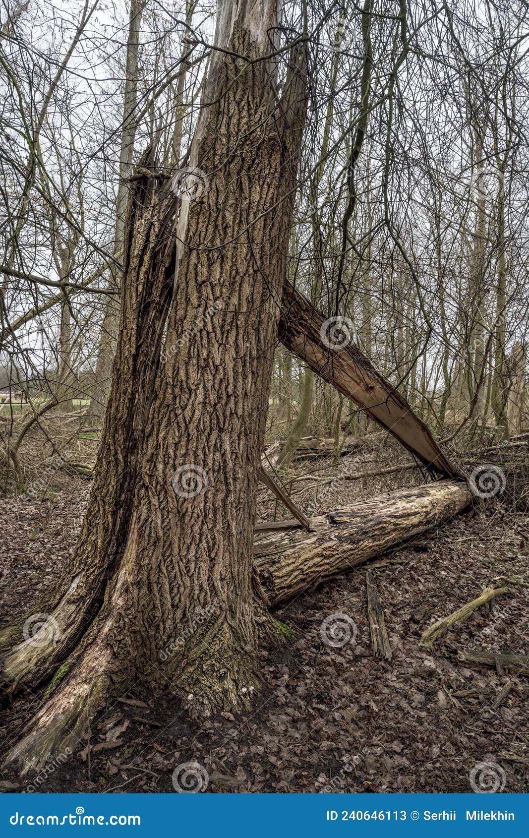 Toppled Trees Trunk in the Forest after a Storm Stock Image - Image of ...
