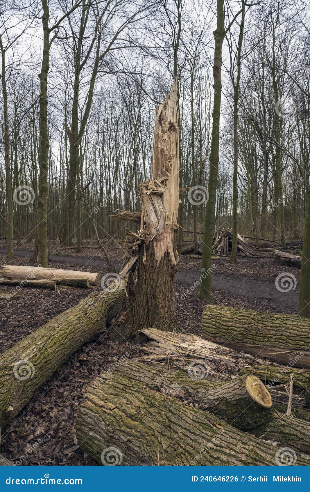 Toppled Trees Trunk in the Forest after a Storm Stock Photo - Image of ...