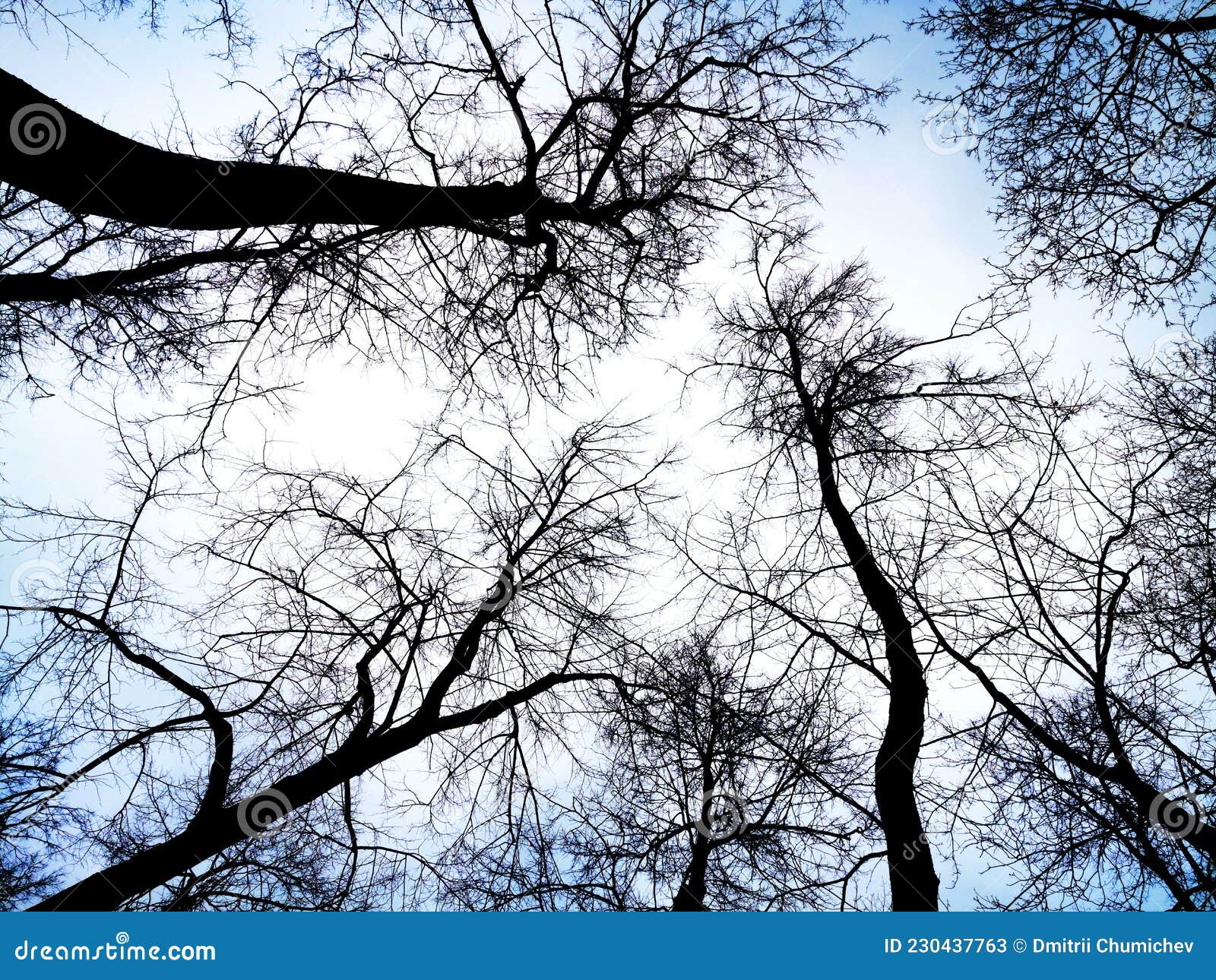 The tops of bare trees stock image. Image of branches - 230437763
