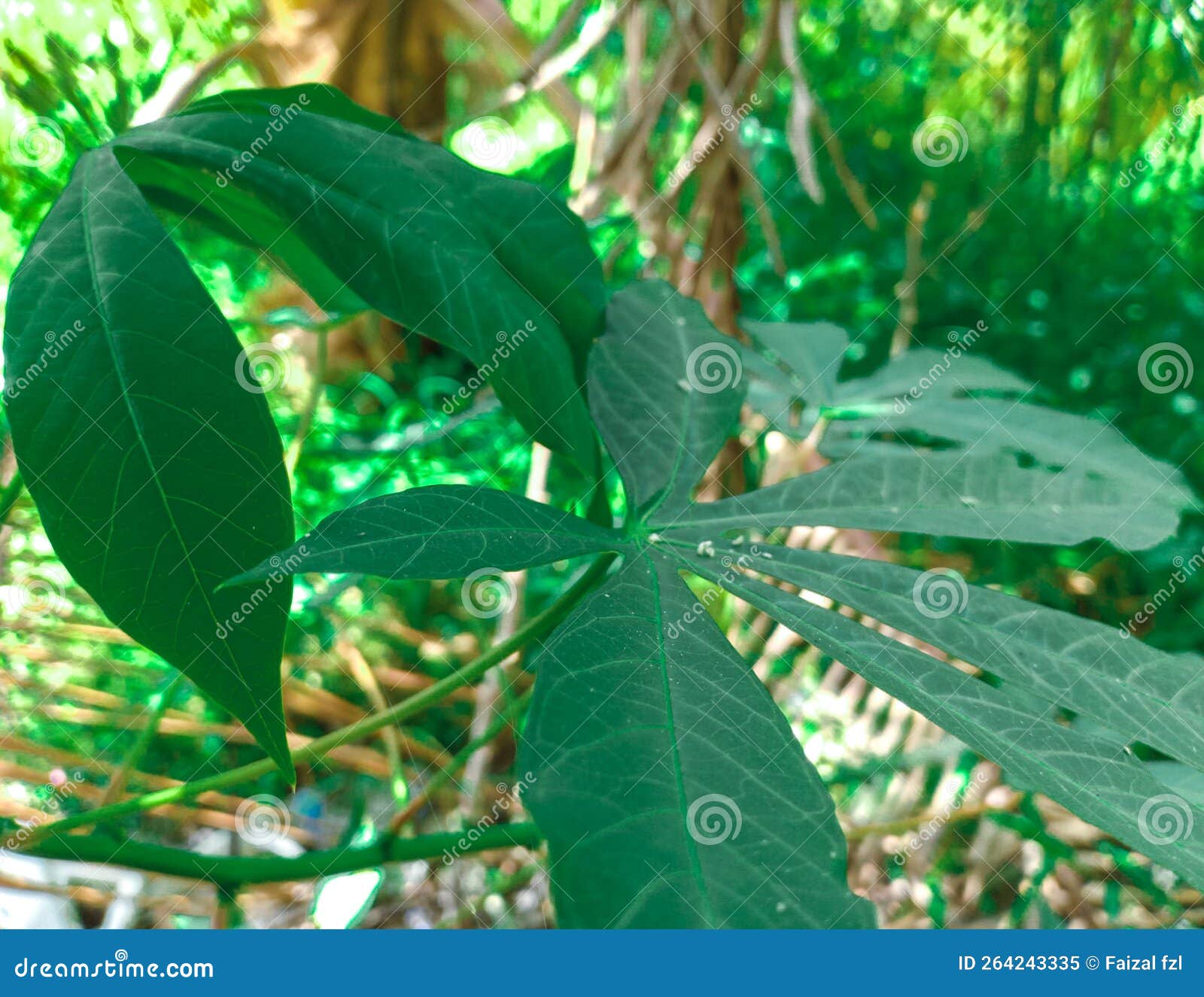 Tops of cassava leaves stock image. Image of sweet, cassava - 264243335