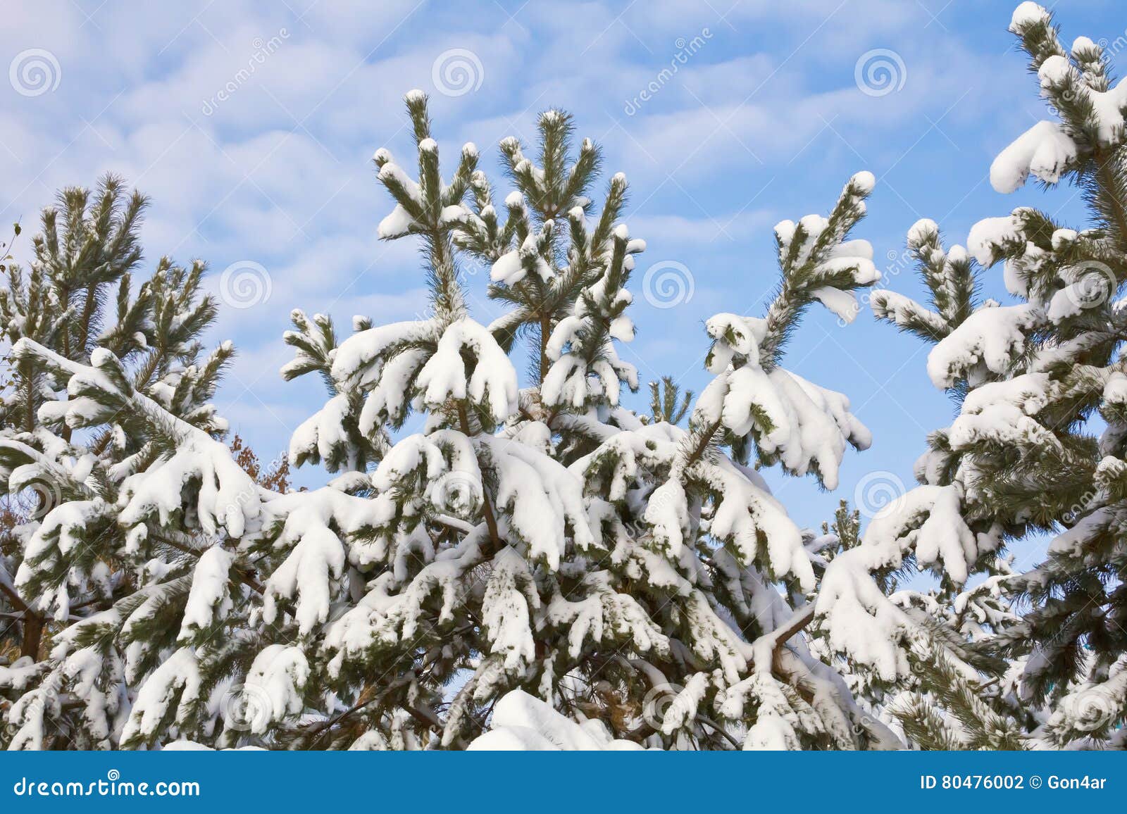 The Tops of Coniferous Trees Covered with Snow Stock Photo - Image of ...