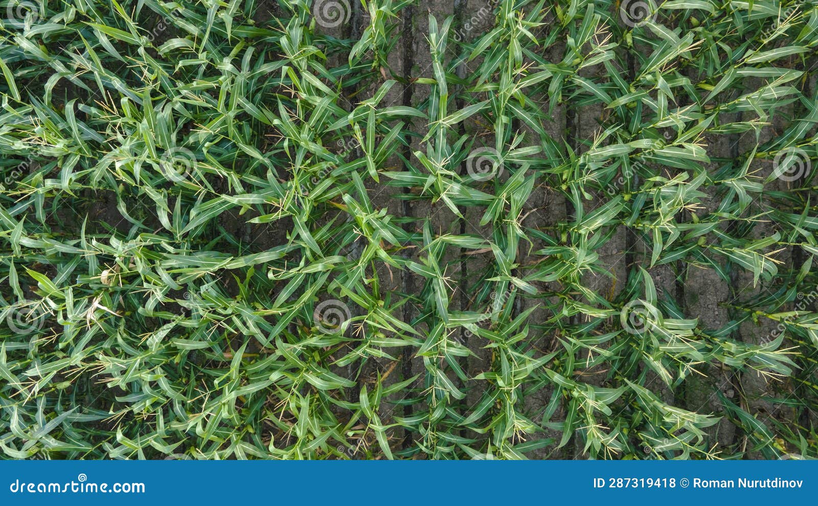 Tops of corn rows stock photo. Image of agronomy, drone - 287319418