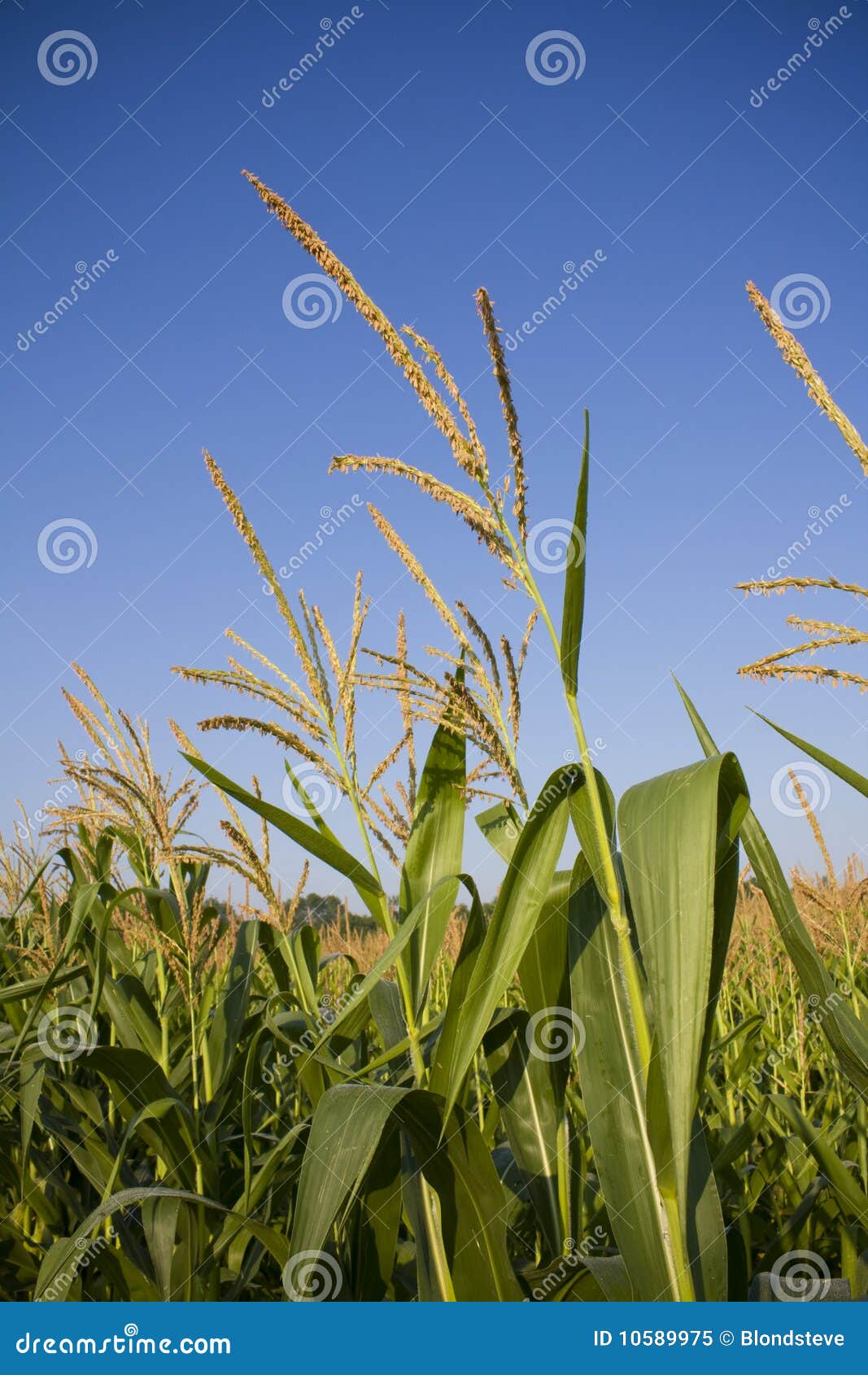 Tops of corn stalks stock image. Image of blue, country - 10589975