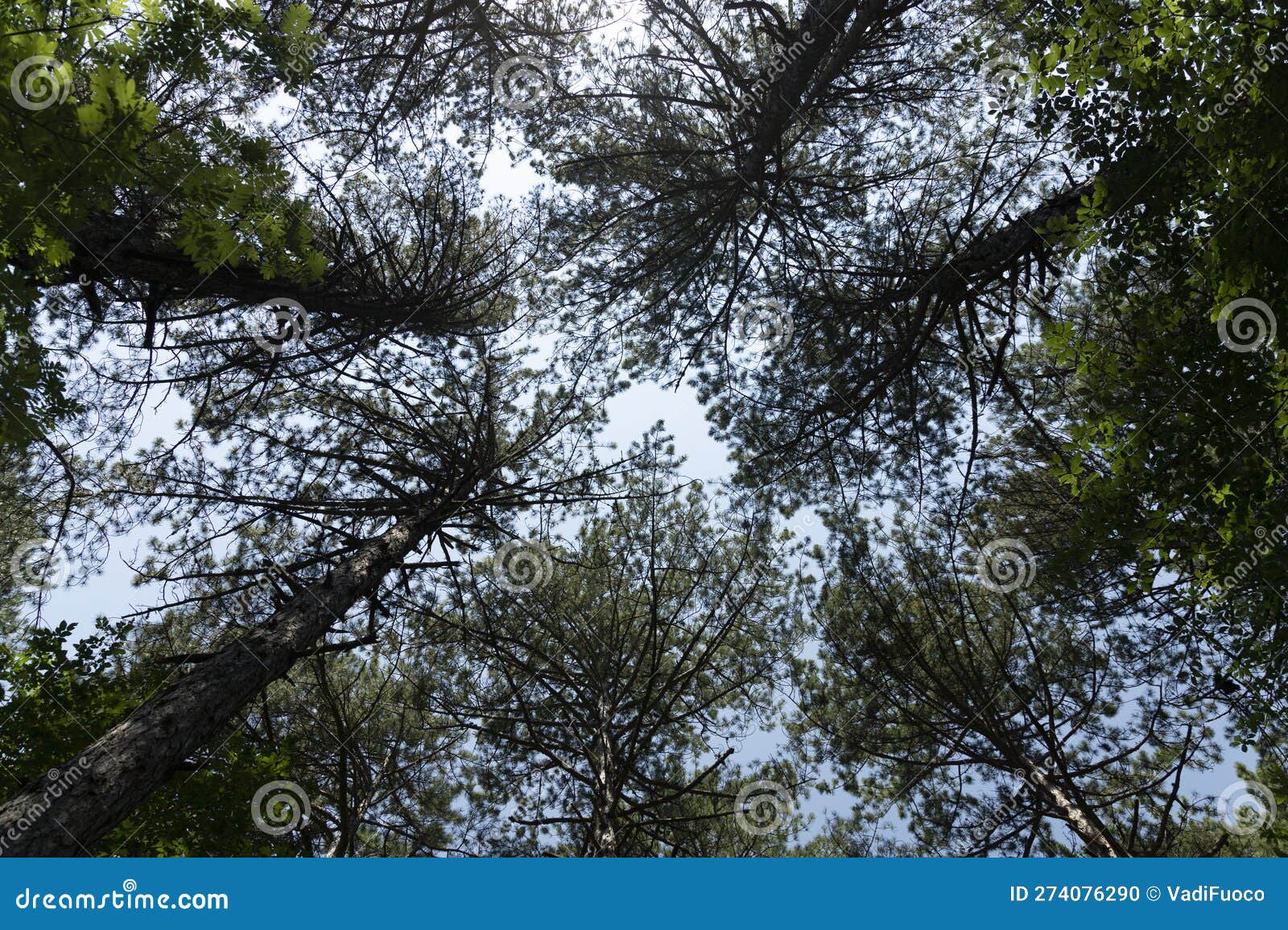 Tops, Crowns of Pine Trees, View from the Ground Stock Photo - Image of ...