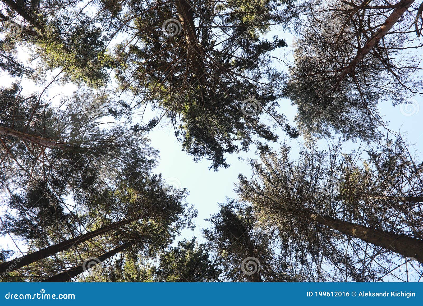 The Tops of Evergreen Trees Against the Sky Stock Photo - Image of ...
