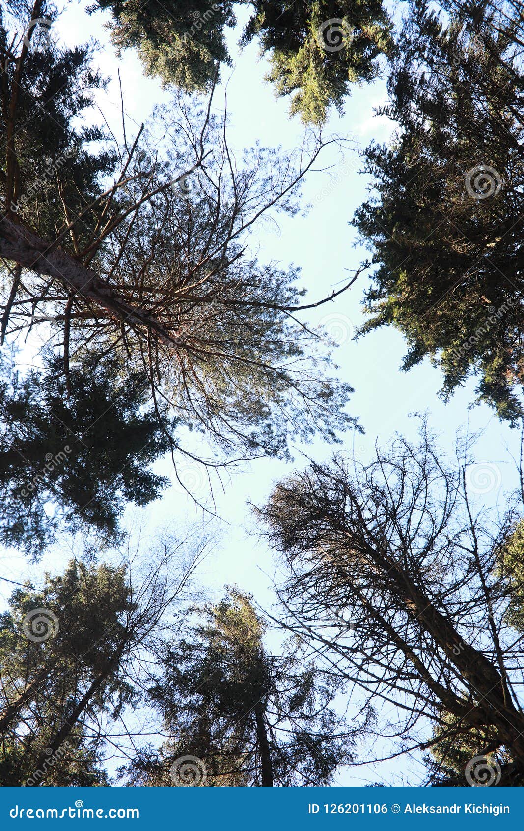 The Tops of Evergreen Trees Against the Sky Stock Photo - Image of ...