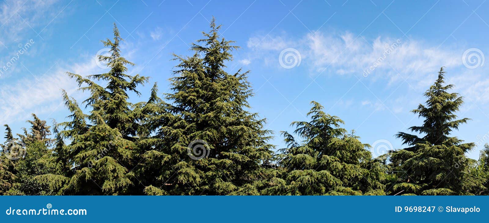Tops of Fir-trees on Bright Summer Day Stock Image - Image of trees ...