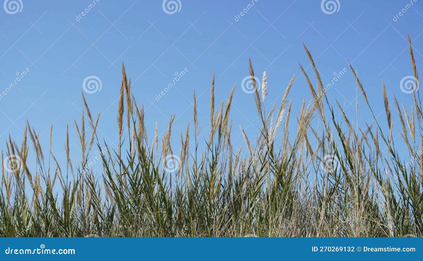 Giant Reed Or Arundo Donax Tall Perennial Cane Densely Growing Plants ...