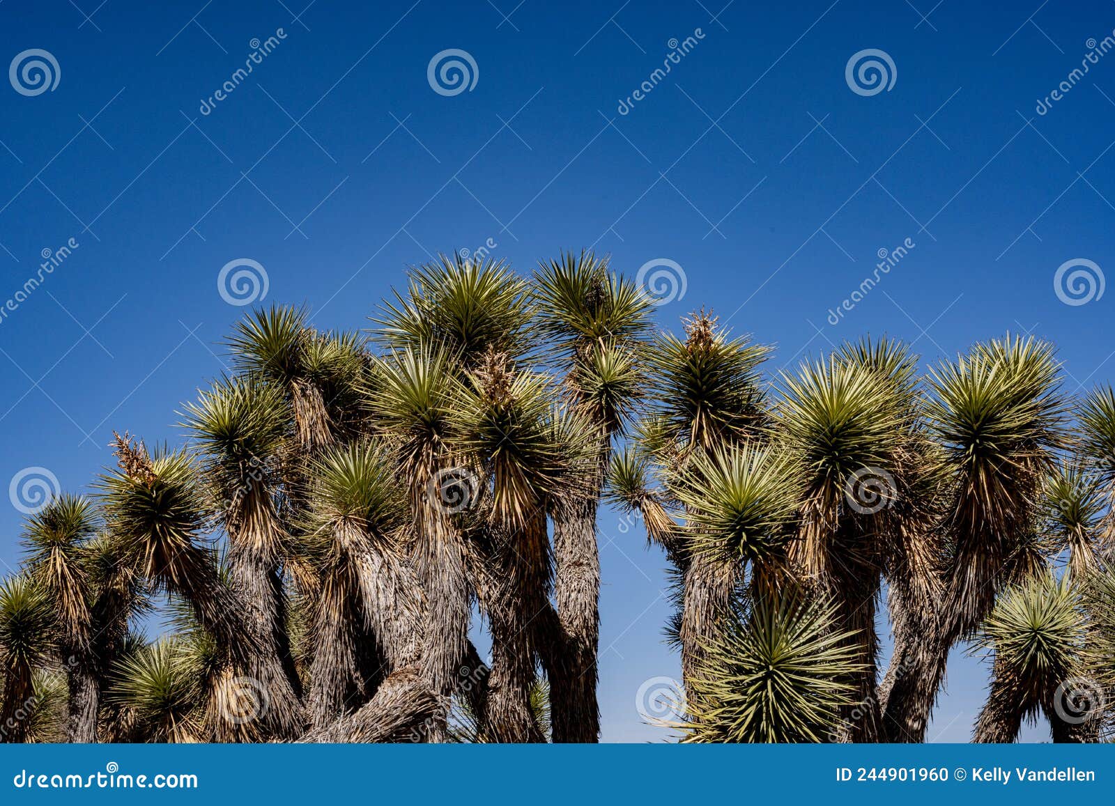 Tops of Joshua Tree Branches on Blue Sky Stock Photo - Image of ...